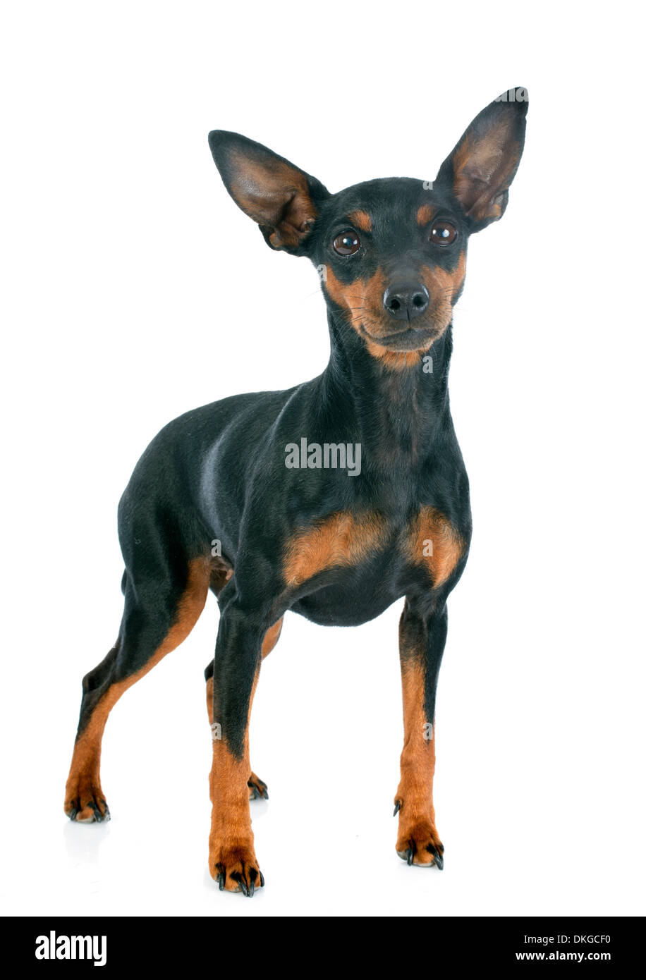 purebred miniature pinscher in front of white background Stock Photo ...