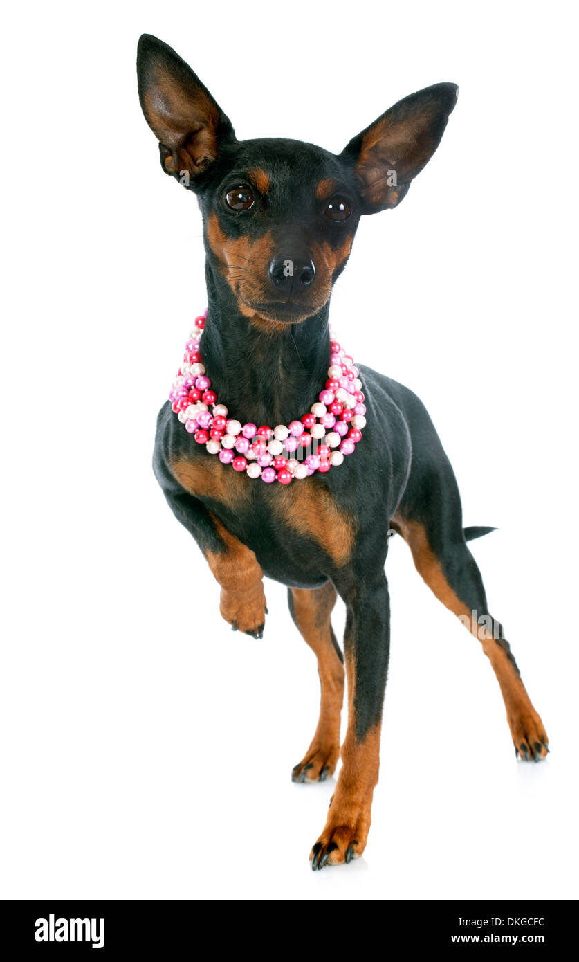 purebred miniature pinscher in front of white background Stock Photo ...