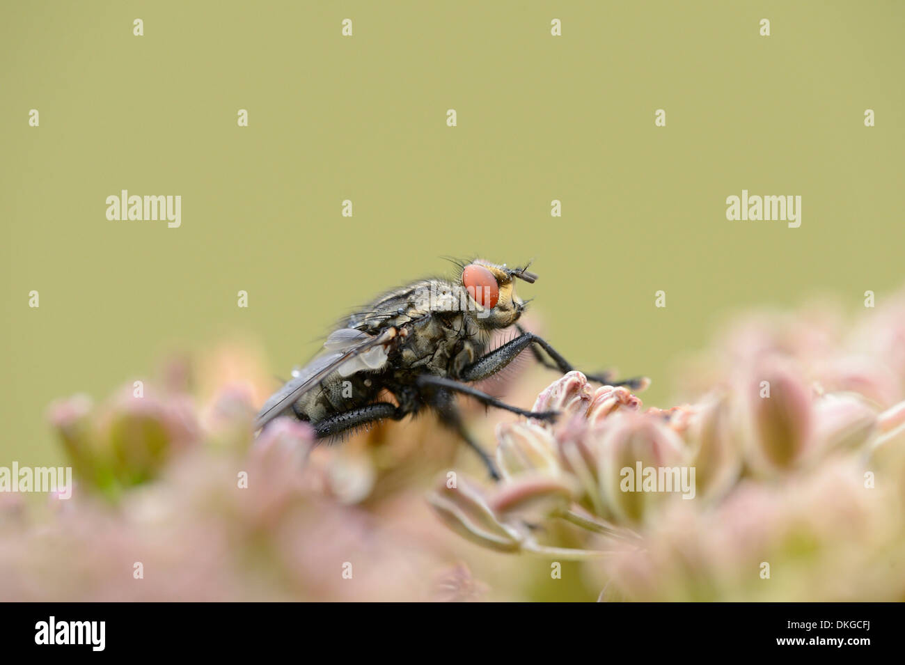 Calliphoridae hi-res stock photography and images - Alamy