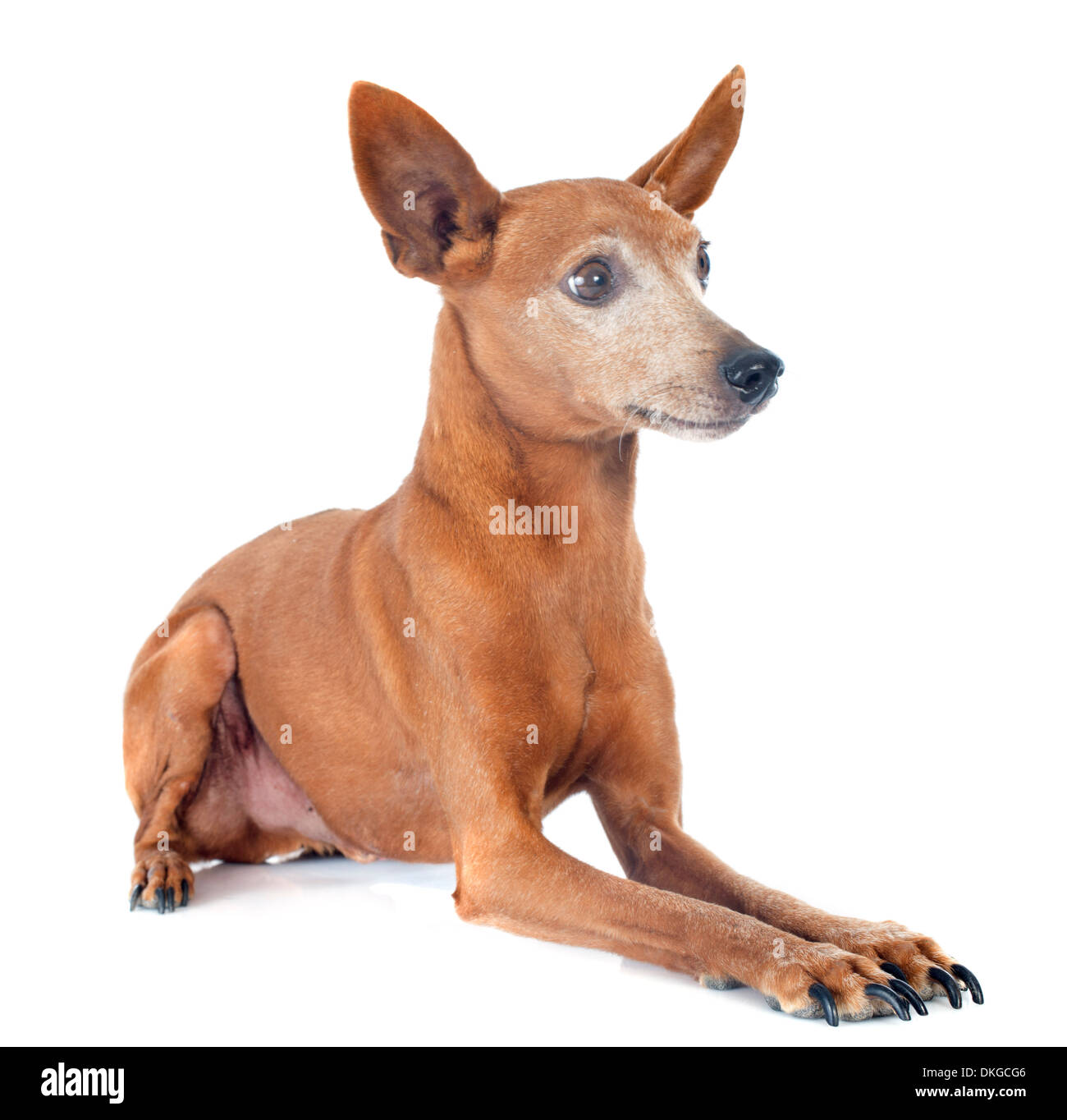 purebred miniature pinscher in front of white background Stock Photo ...