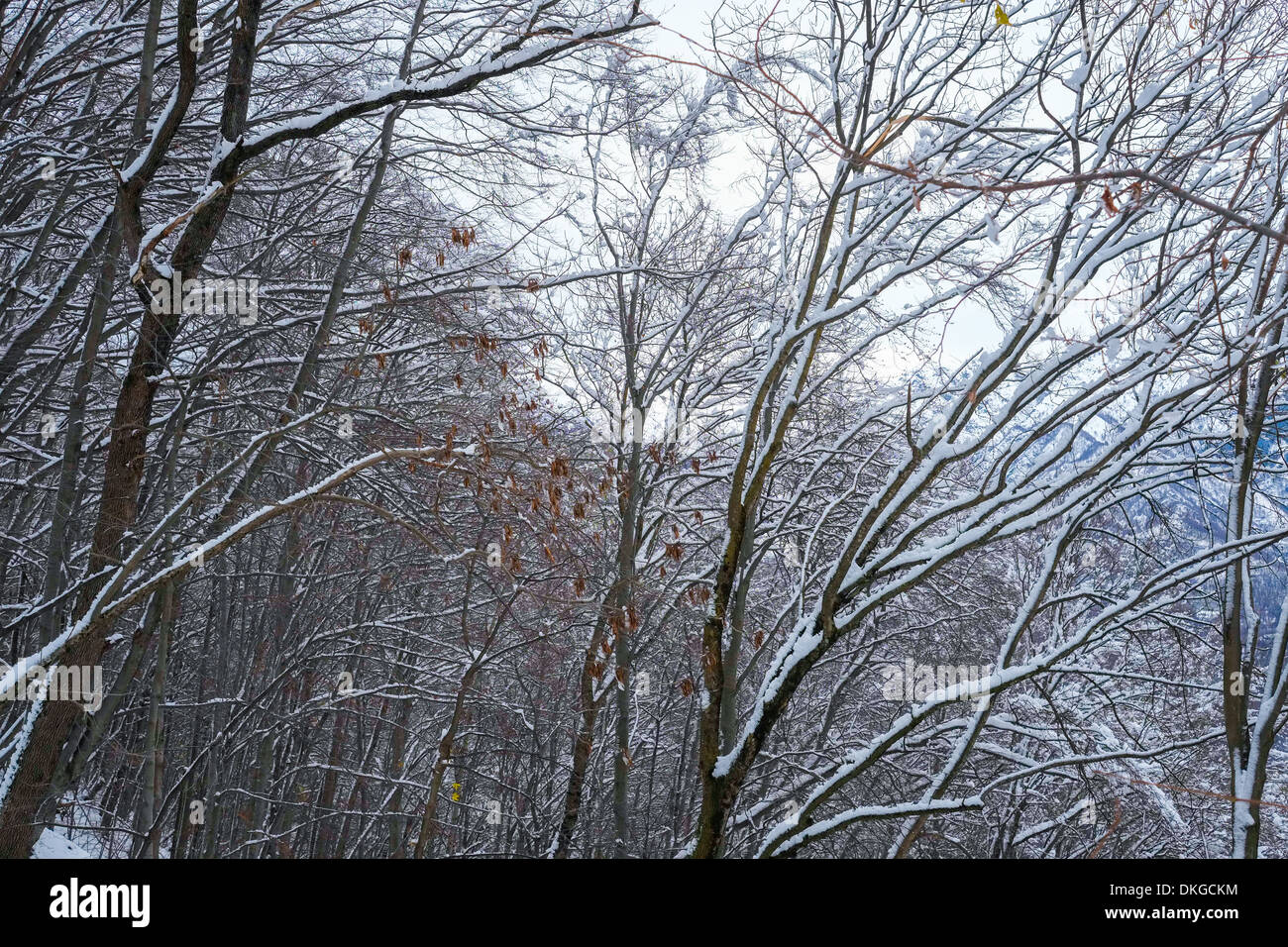 Tree branches with snow in Alps mountains, Lecco, Italy Stock Photo - Alamy