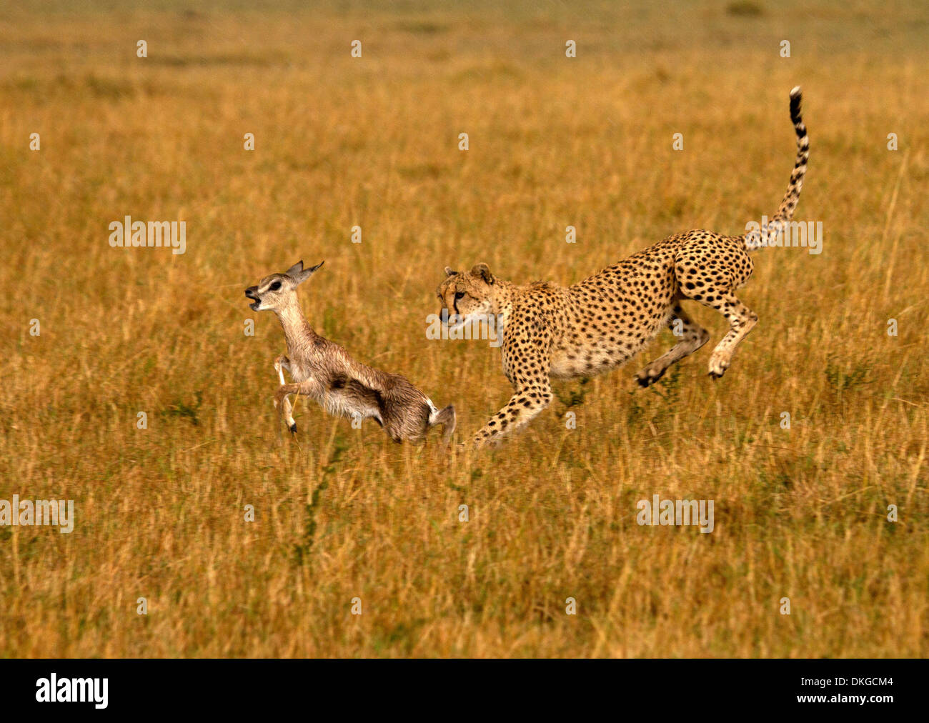 Cheetah Chasing Prey