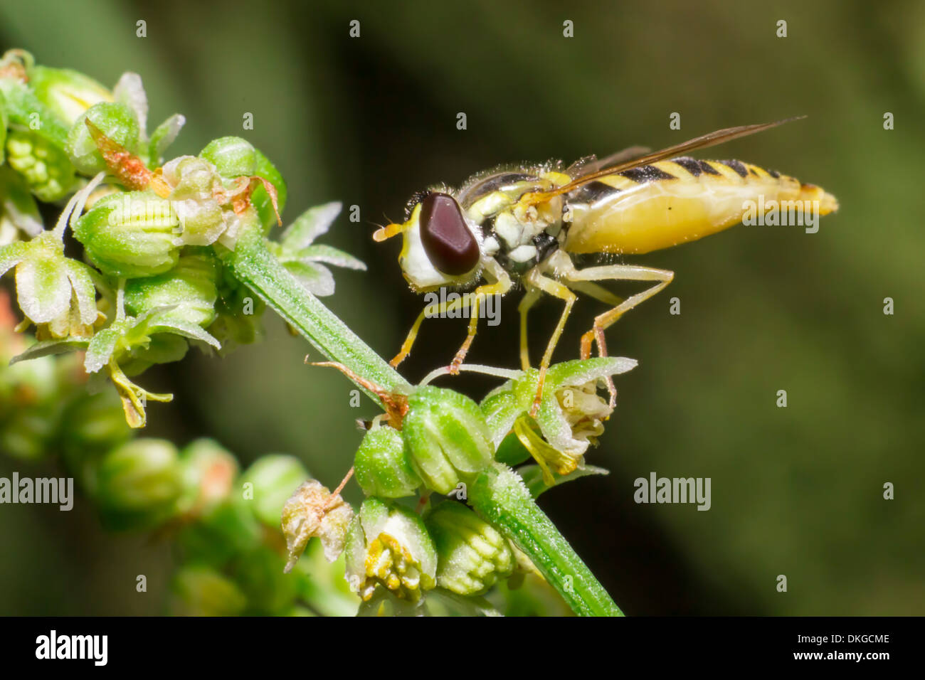 Yellow Fly With Red Eyes