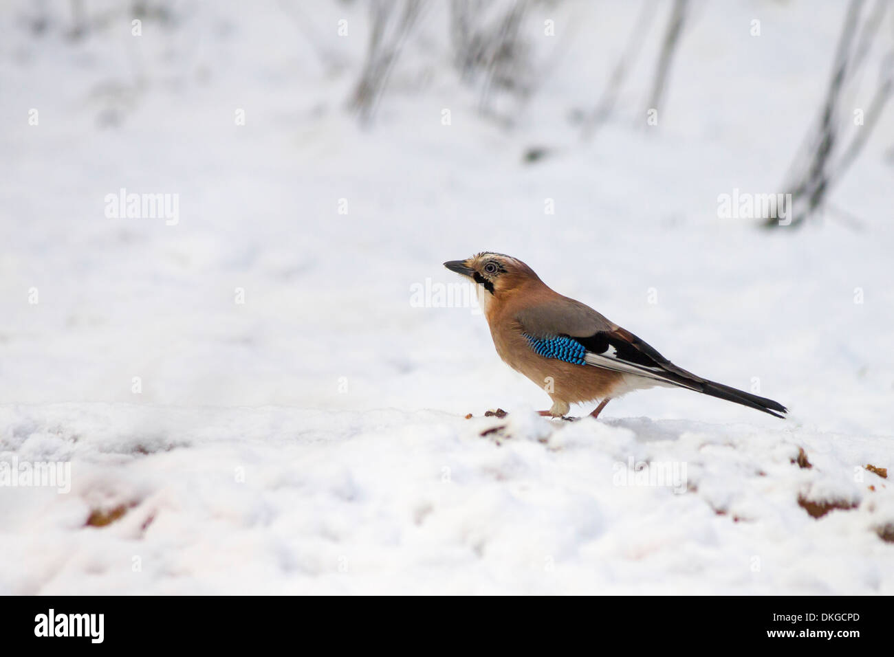 The Eurasian Jay (Garrulus glandarius Stock Photo - Alamy