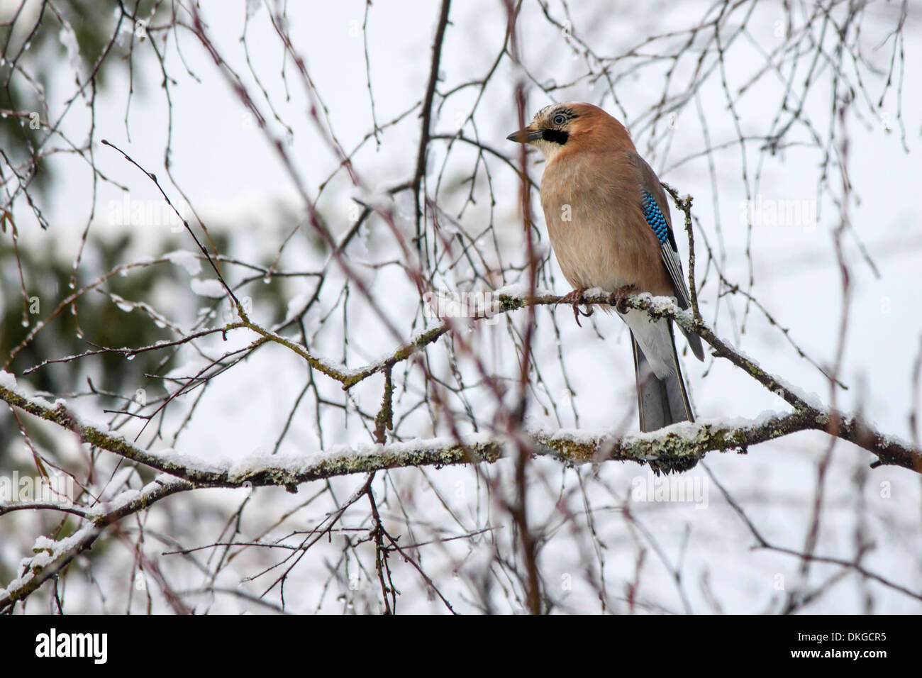 The Eurasian Jay (Garrulus glandarius Stock Photo - Alamy