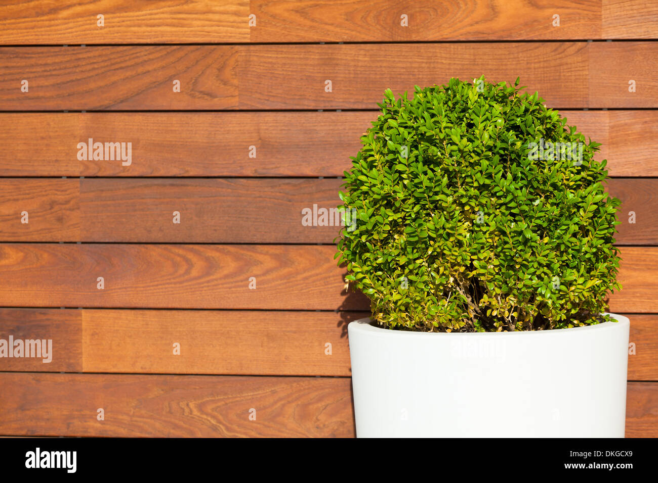 Round Bush in White Pot in front of Wooden Wall. Horizontal shot Stock ...
