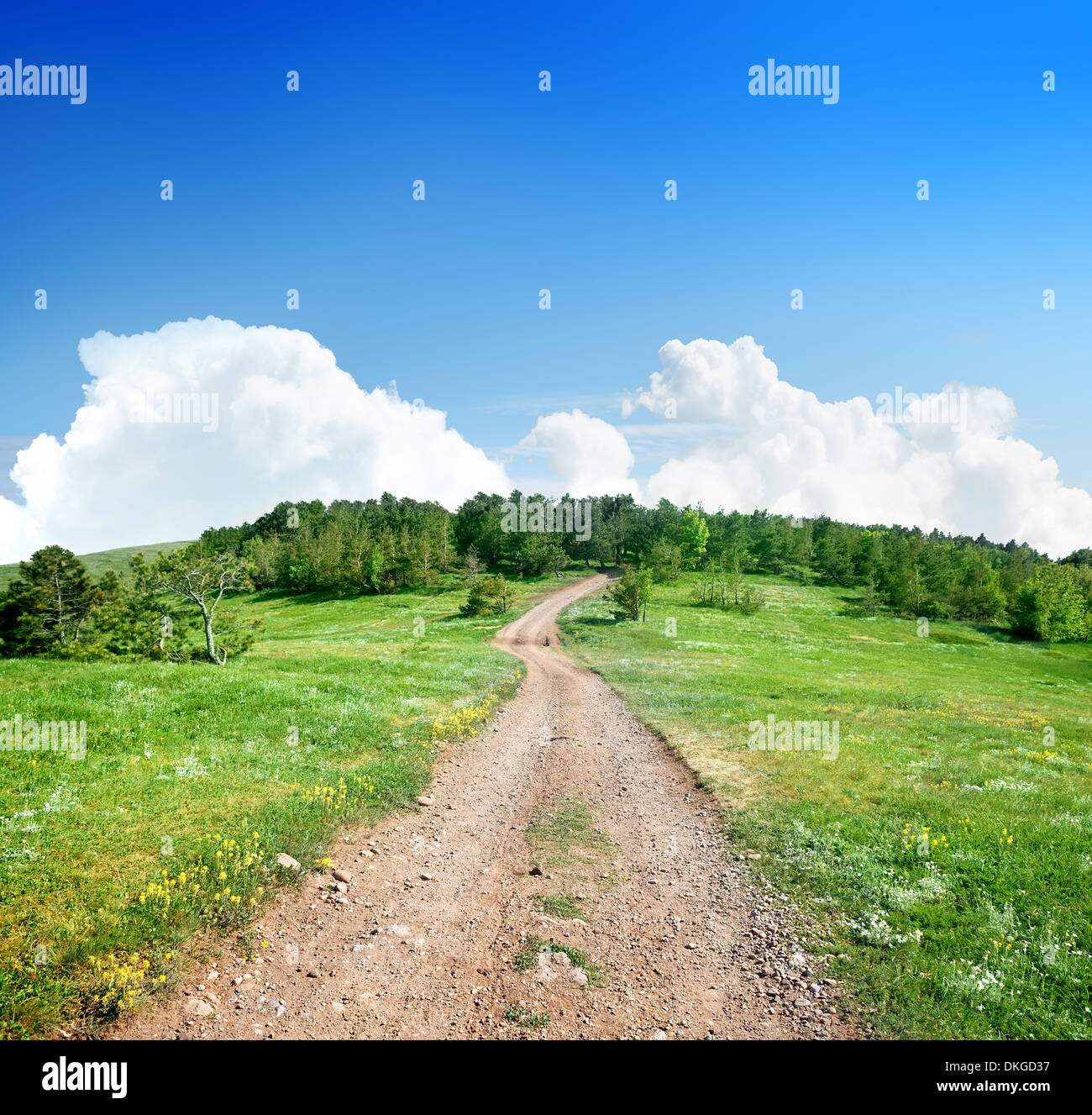 Road in forest spring hi-res stock photography and images - Alamy