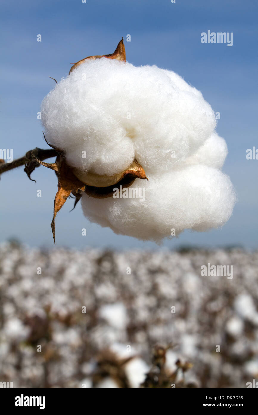 Harvesting cotton hi-res stock photography and images - Alamy