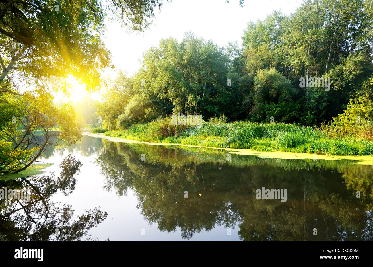 Morning on the river in the forest Stock Photo - Alamy
