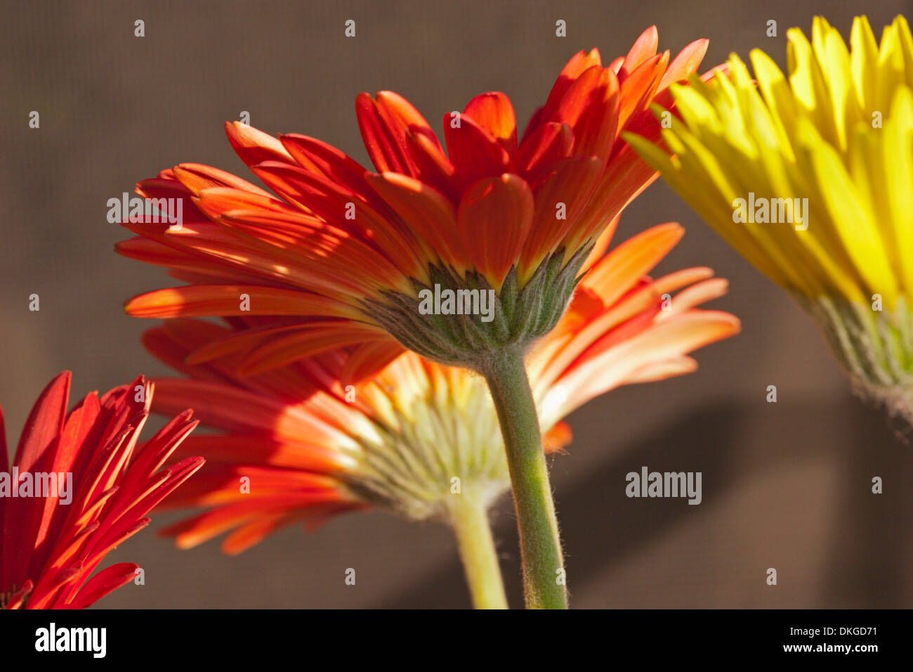 flower flowers daisies daisy red yellow Stock Photo - Alamy