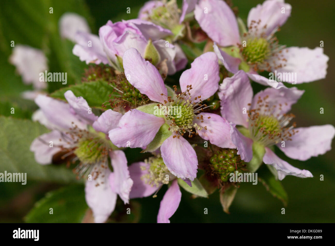 raspberry blossoms flowers fruit spring Stock Photo - Alamy