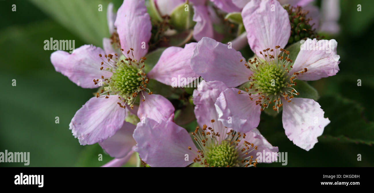raspberry blossoms flowers fruit spring Stock Photo - Alamy