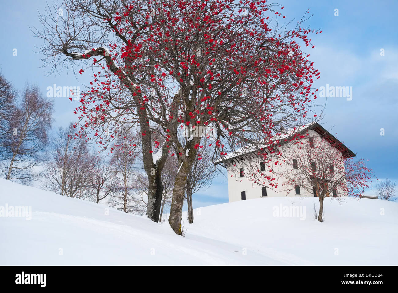 House on Alps montains in winter on the way to Grigna, Lecco, Italy ...