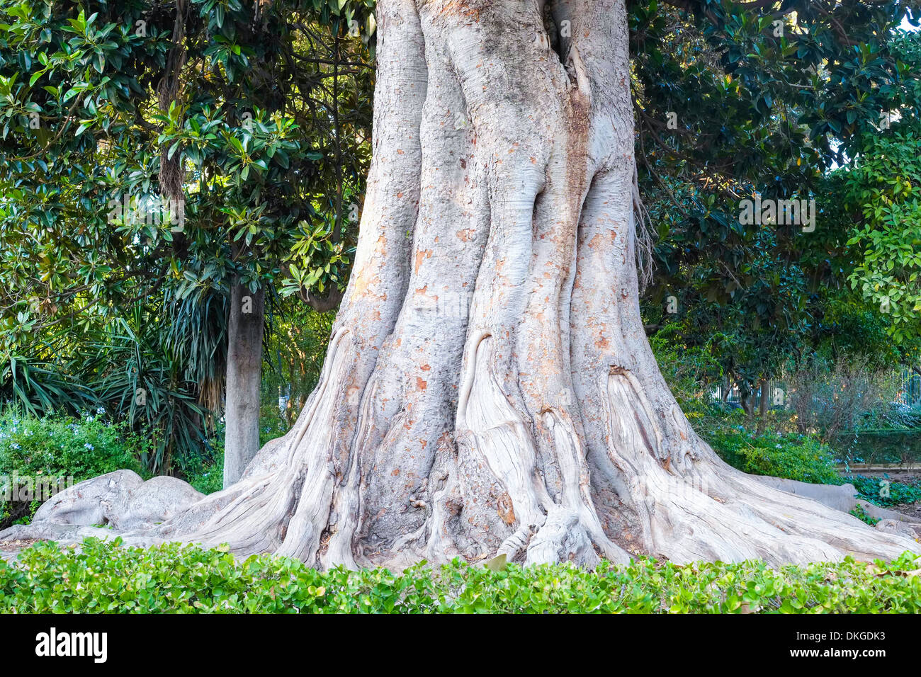 Old elm tree hi-res stock photography and images - Alamy