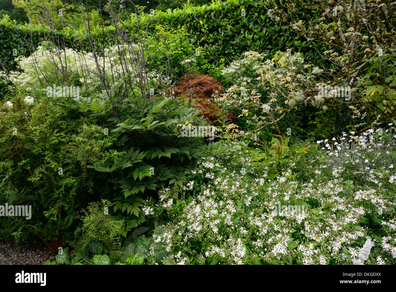 actea aster mix mixed bed plant plating scheme perennial border bed ...