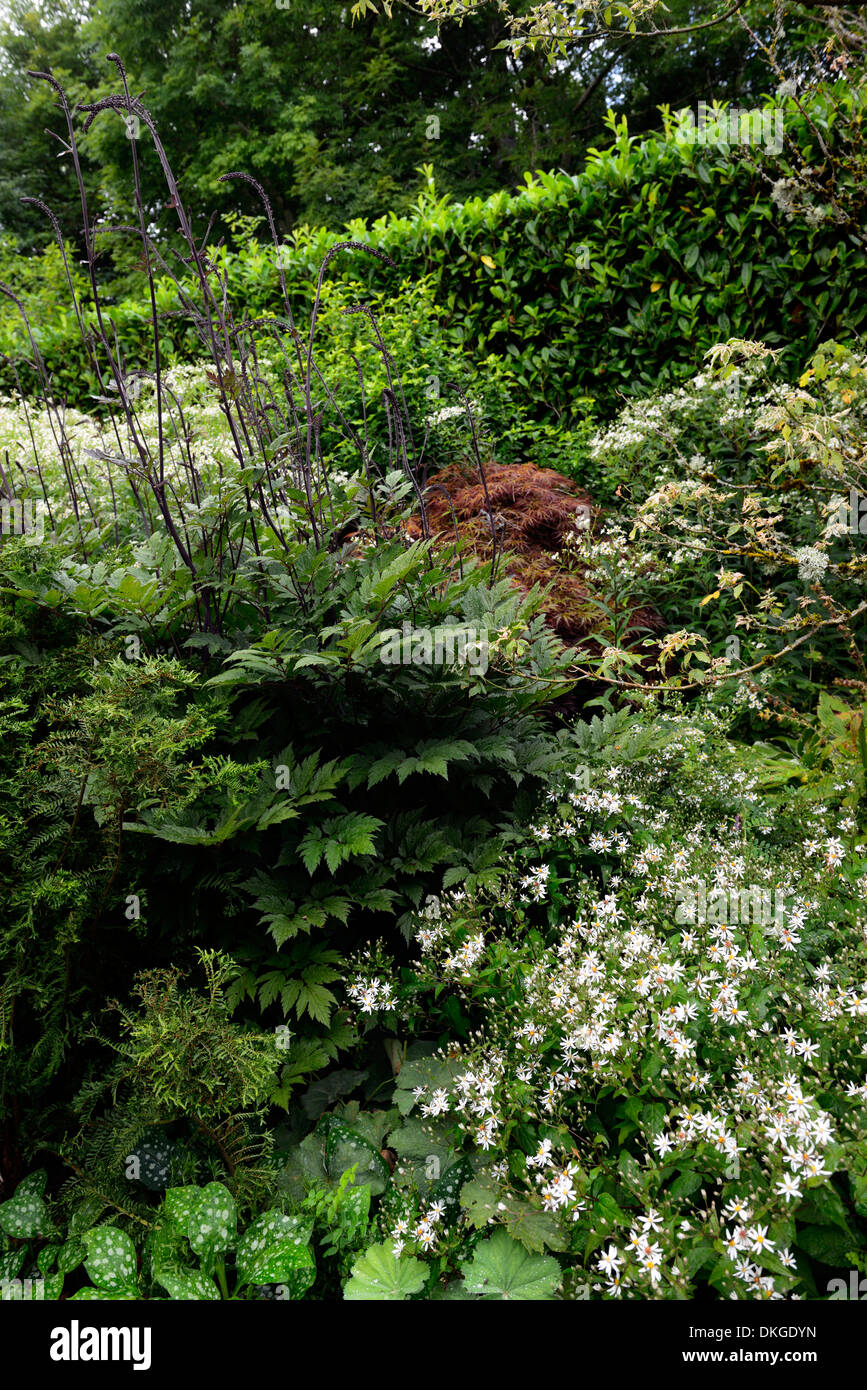 actea aster mix mixed bed plant planting scheme perennial border bed ...