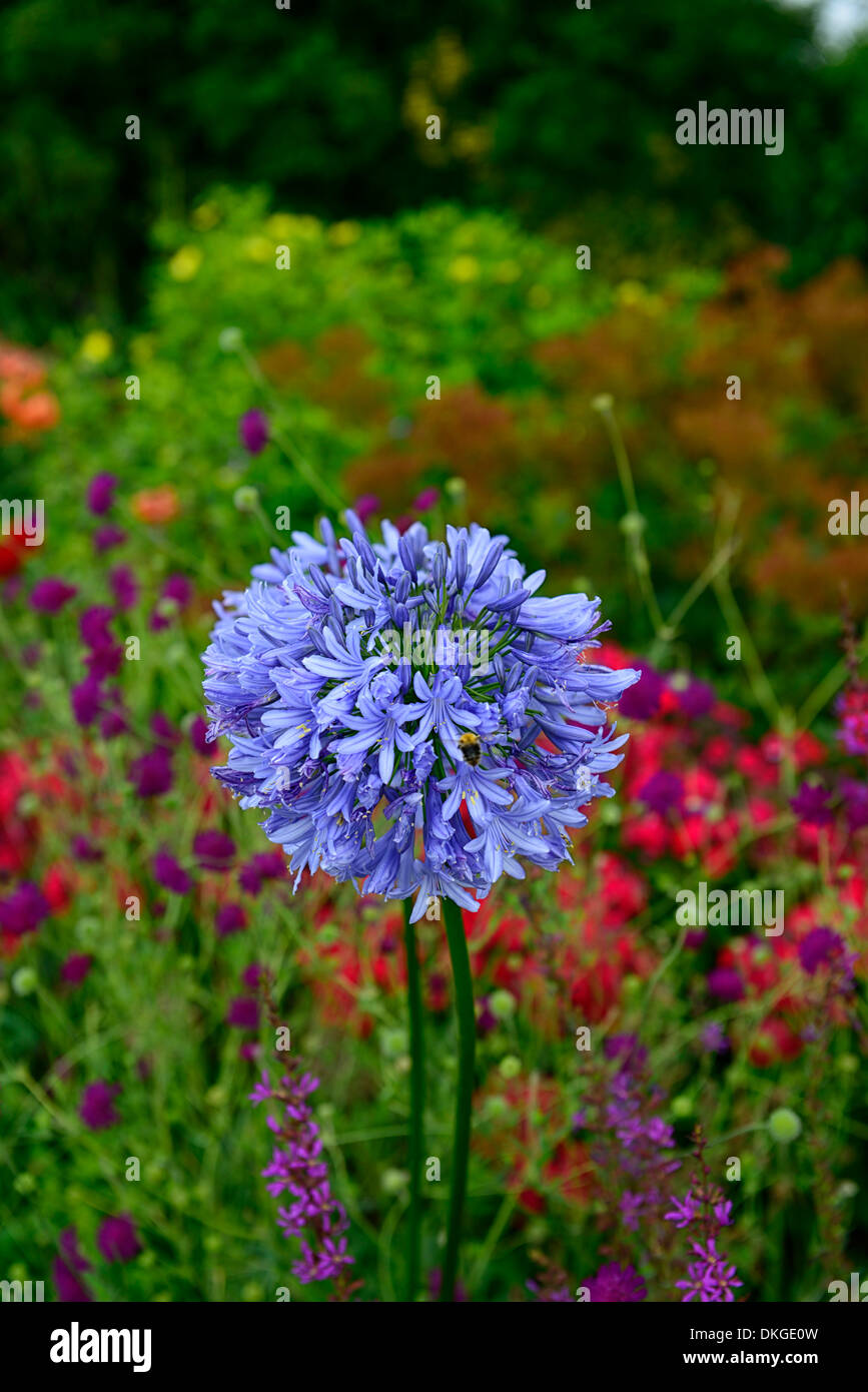 agapanthus africanus light blue african lily plant portraits flowers ...