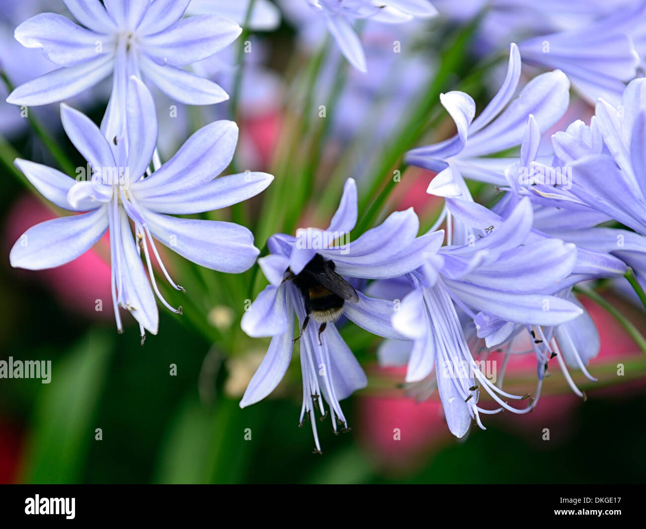 agapanthus africanus light blue african lily plant portraits flowers ...