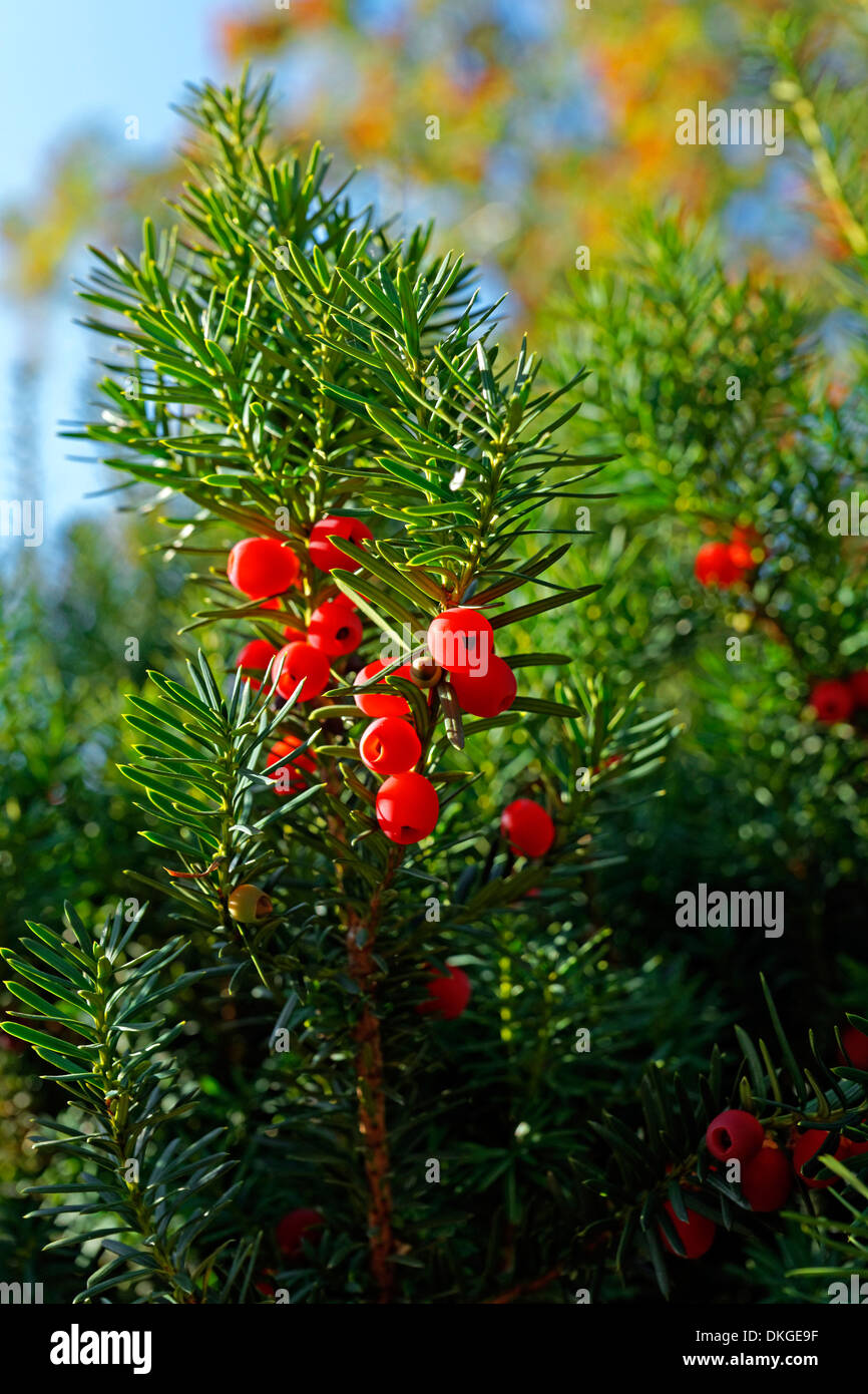 Yew tree berries hi-res stock photography and images - Alamy