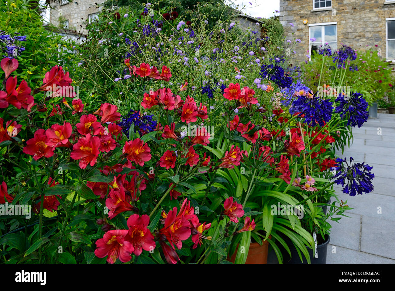 red alstromeria scabious butterfly blue agapanthus dark blue mix mixed ...