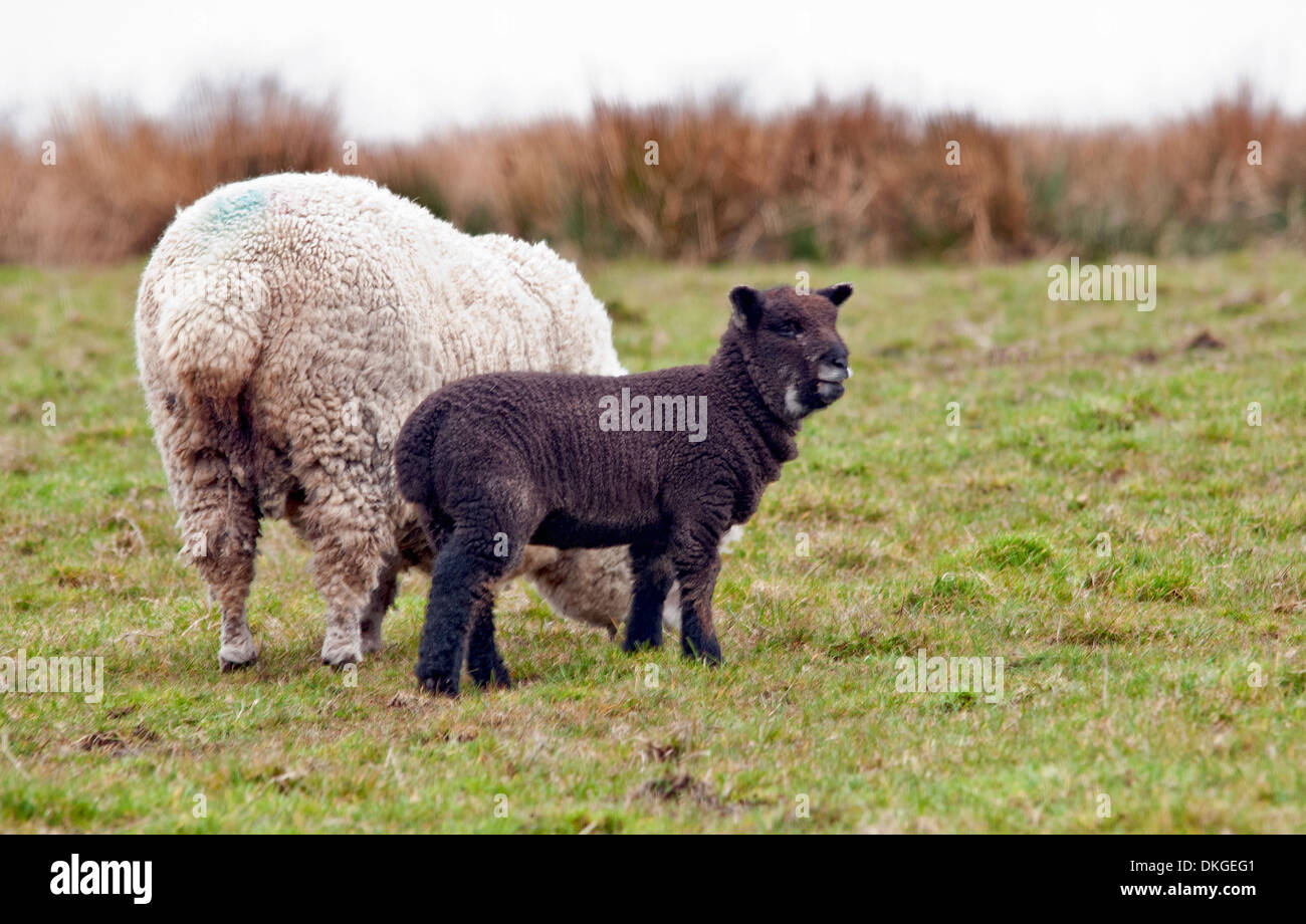 Corriedale sheep hi-res stock photography and images - Alamy