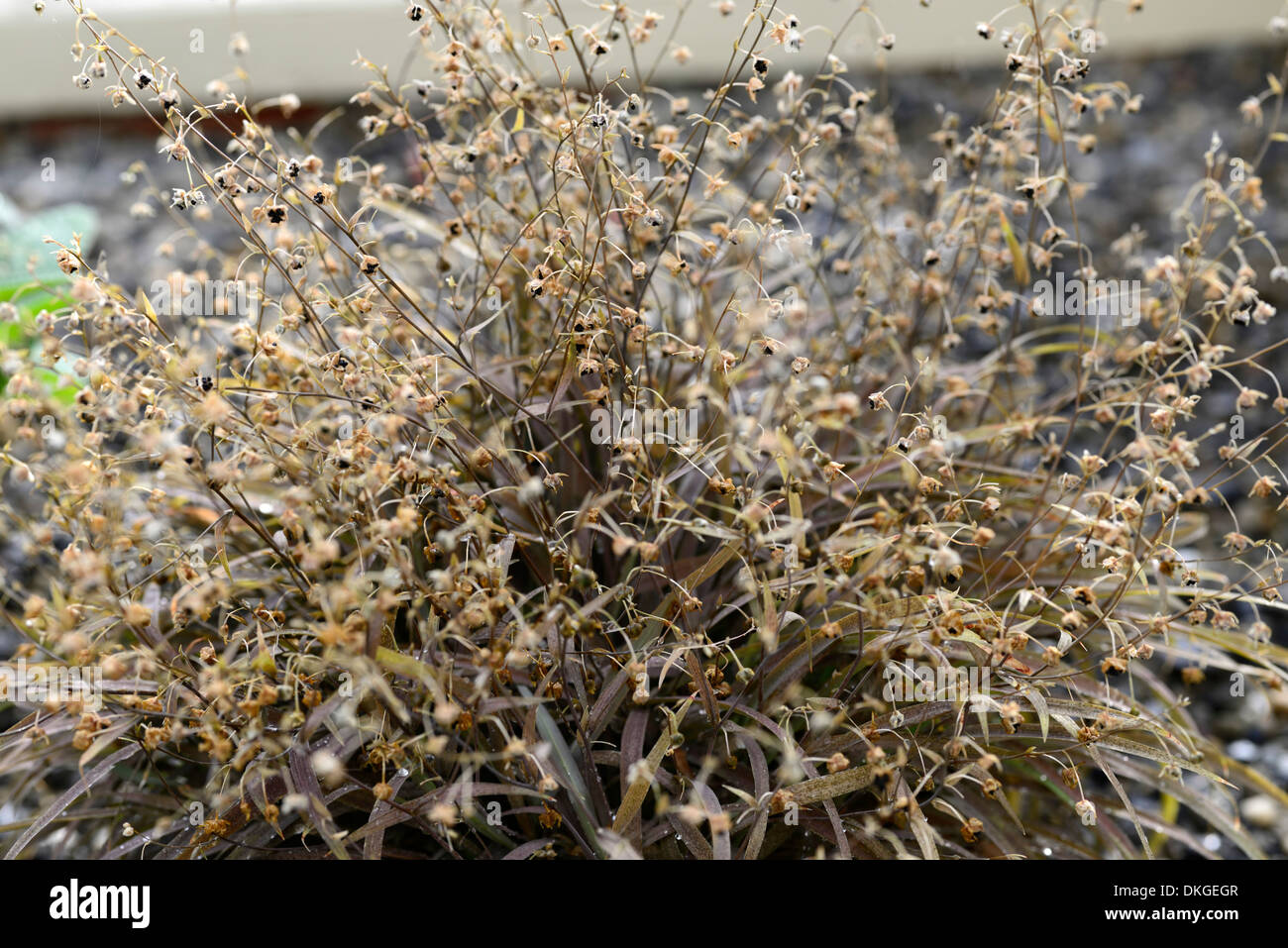arthropodium candidum purpureum Purple Dwarf Rock Lily perennial Stock ...