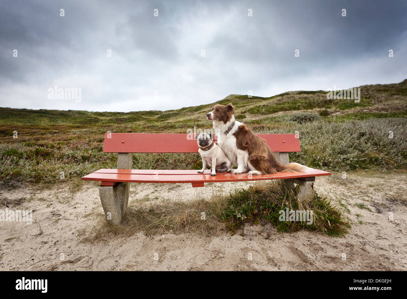 Border Collie and pug dog sitting on bench, Sylt, Schleswig-Holstein ...