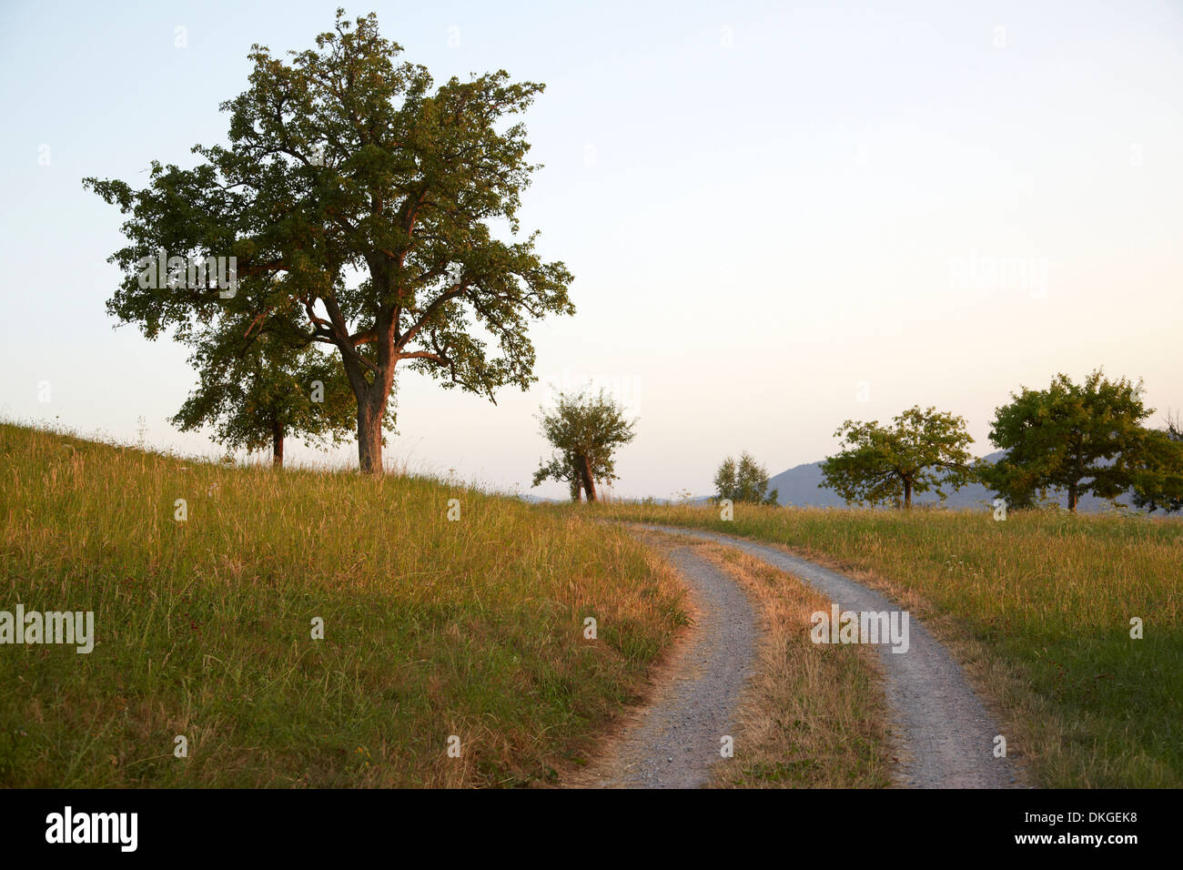 Path through orchard at Gaggenau, Baden-Wuerttemberg, Germany Stock ...
