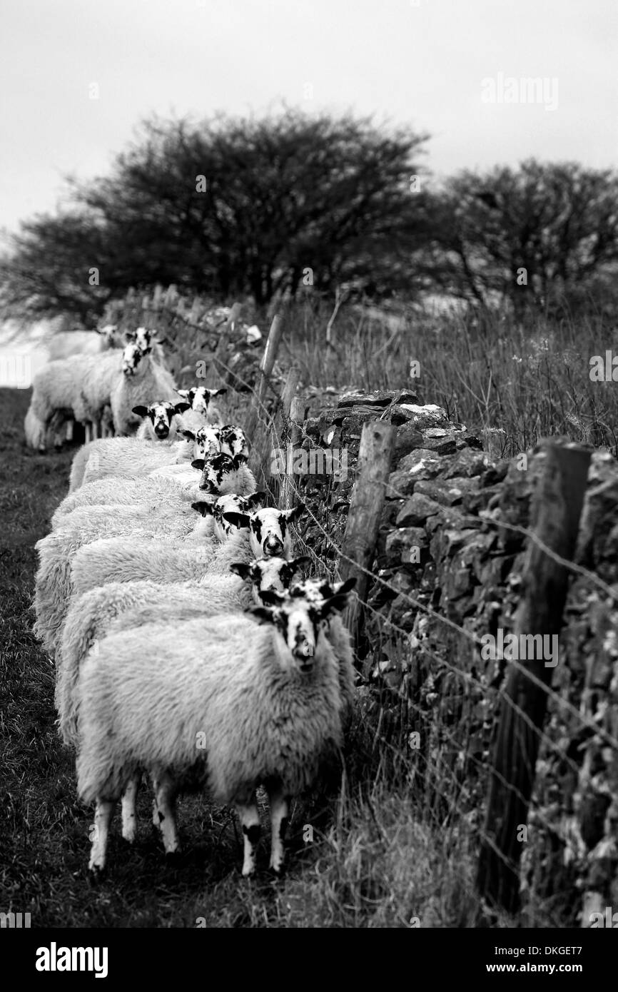 Sheep huddle Black and White Stock Photos & Images - Alamy