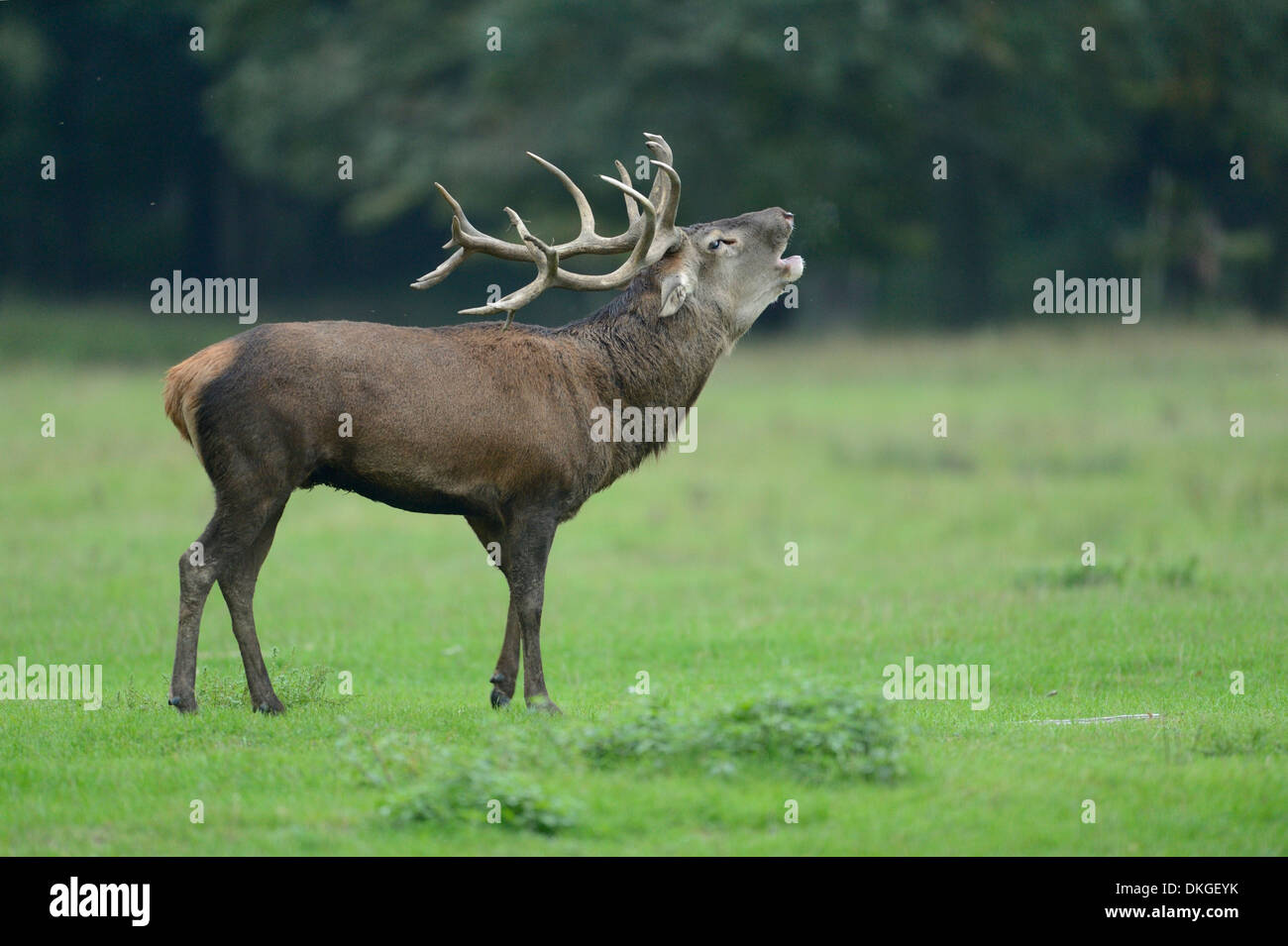 Deer roaring hi-res stock photography and images - Alamy
