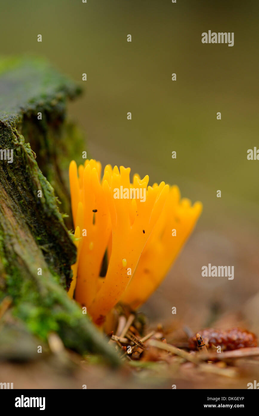 Calocera hi-res stock photography and images - Alamy