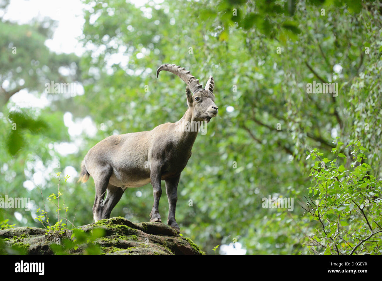 Goat standing on rocks hi-res stock photography and images - Alamy