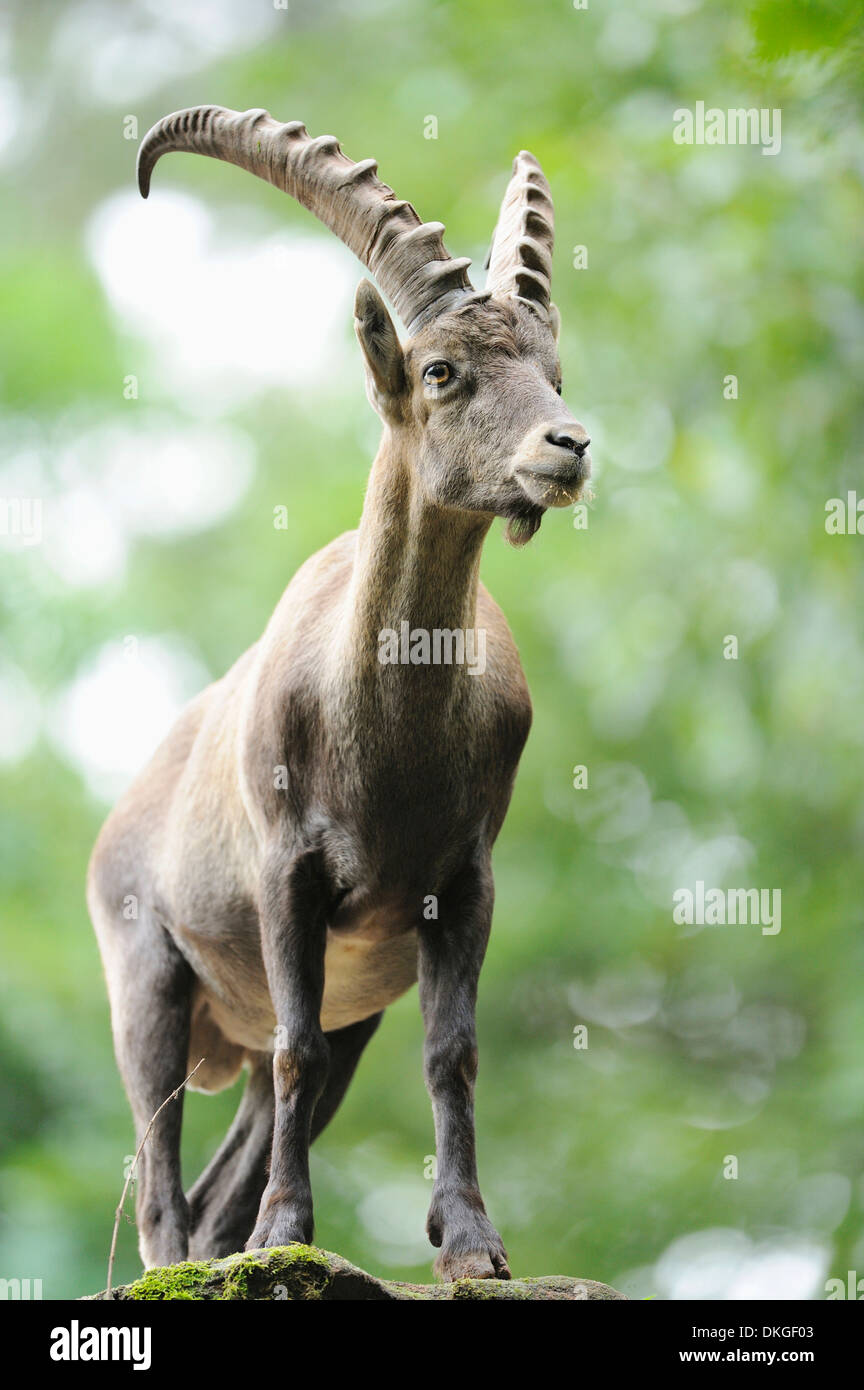 Alpine geography hi-res stock photography and images - Alamy
