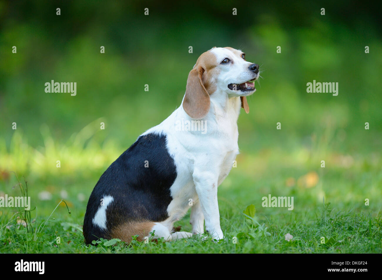 Beagle photography hi-res stock photography and images - Alamy