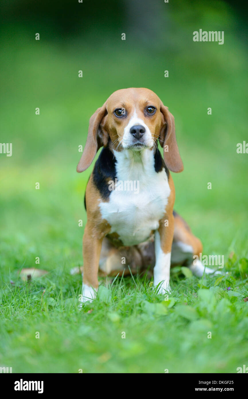 Beagle photography hi-res stock photography and images - Alamy