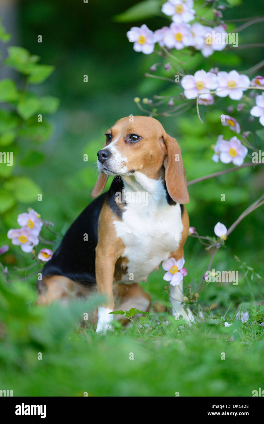 Sitting beagle hi-res stock photography and images - Alamy