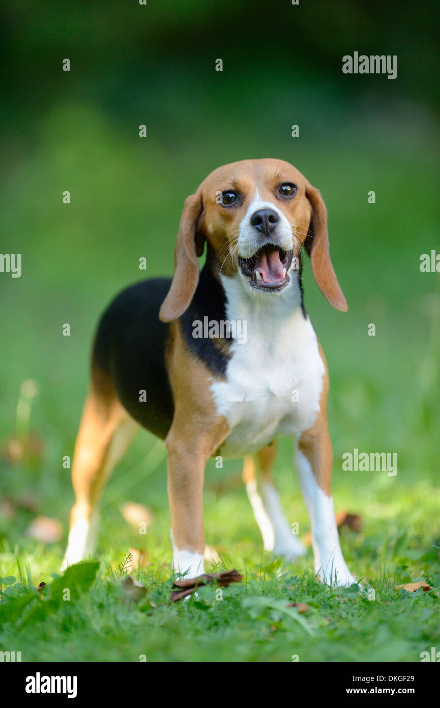 Beagle hi-res stock photography and images - Alamy