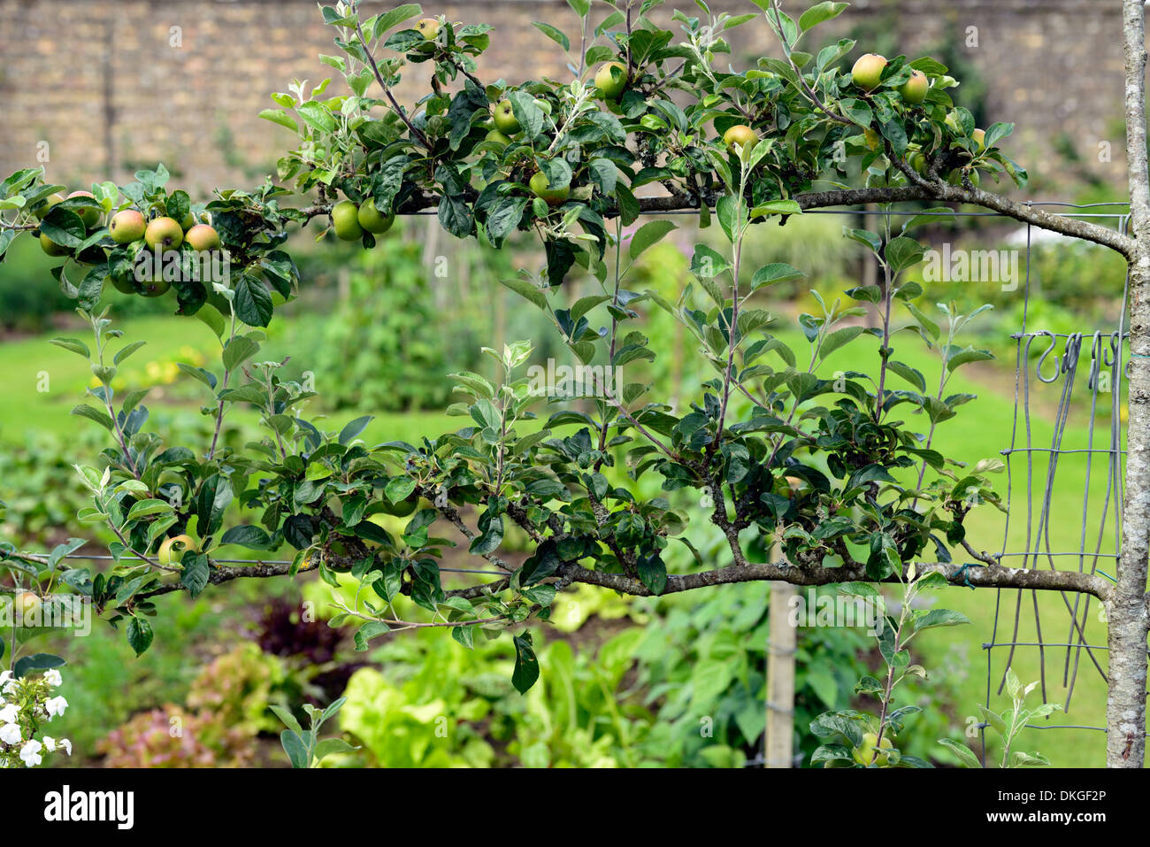 pleached apples espalier malus fruit growing trees pleached trained ...