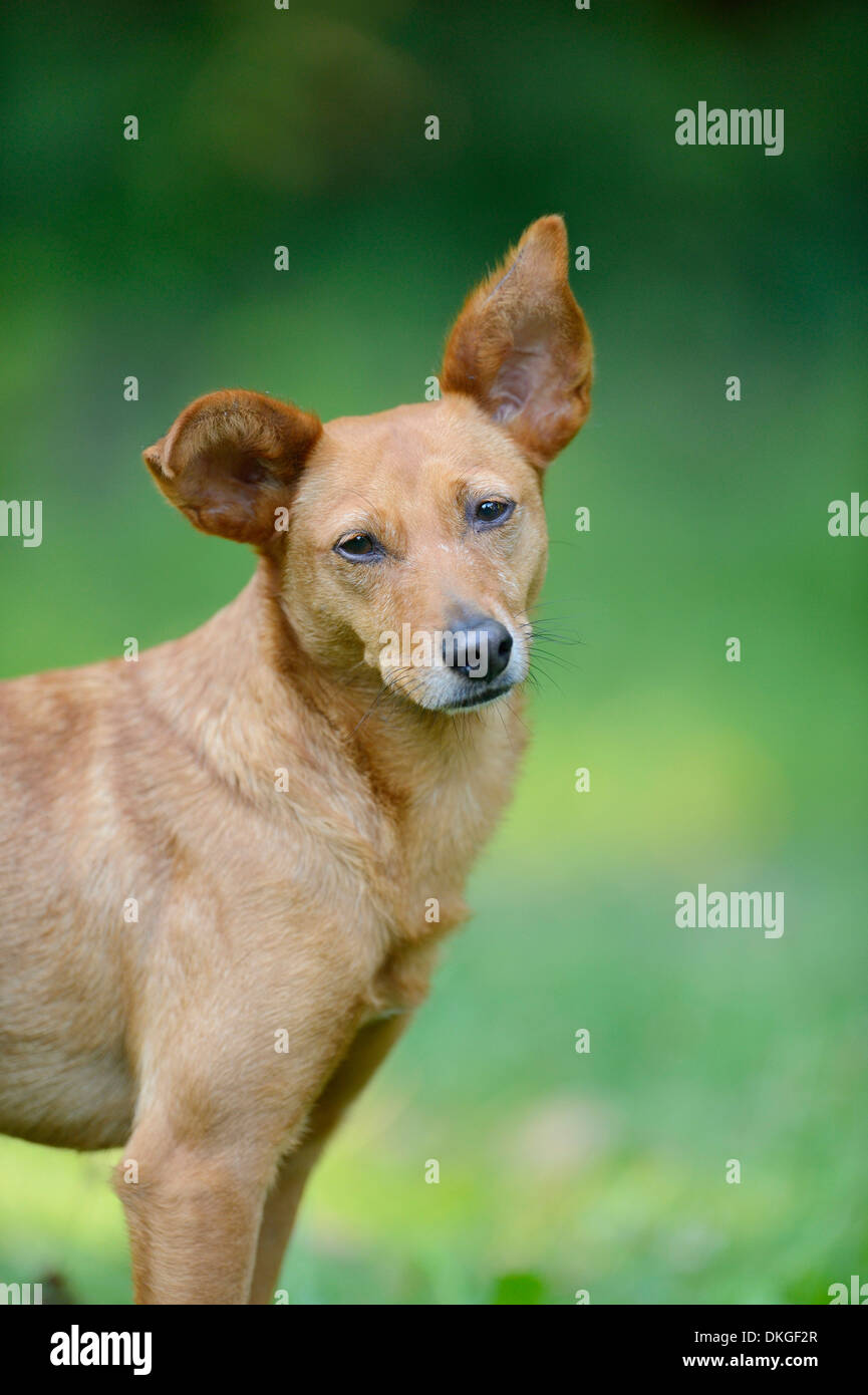 With her dog on a meadow hi-res stock photography and images - Alamy
