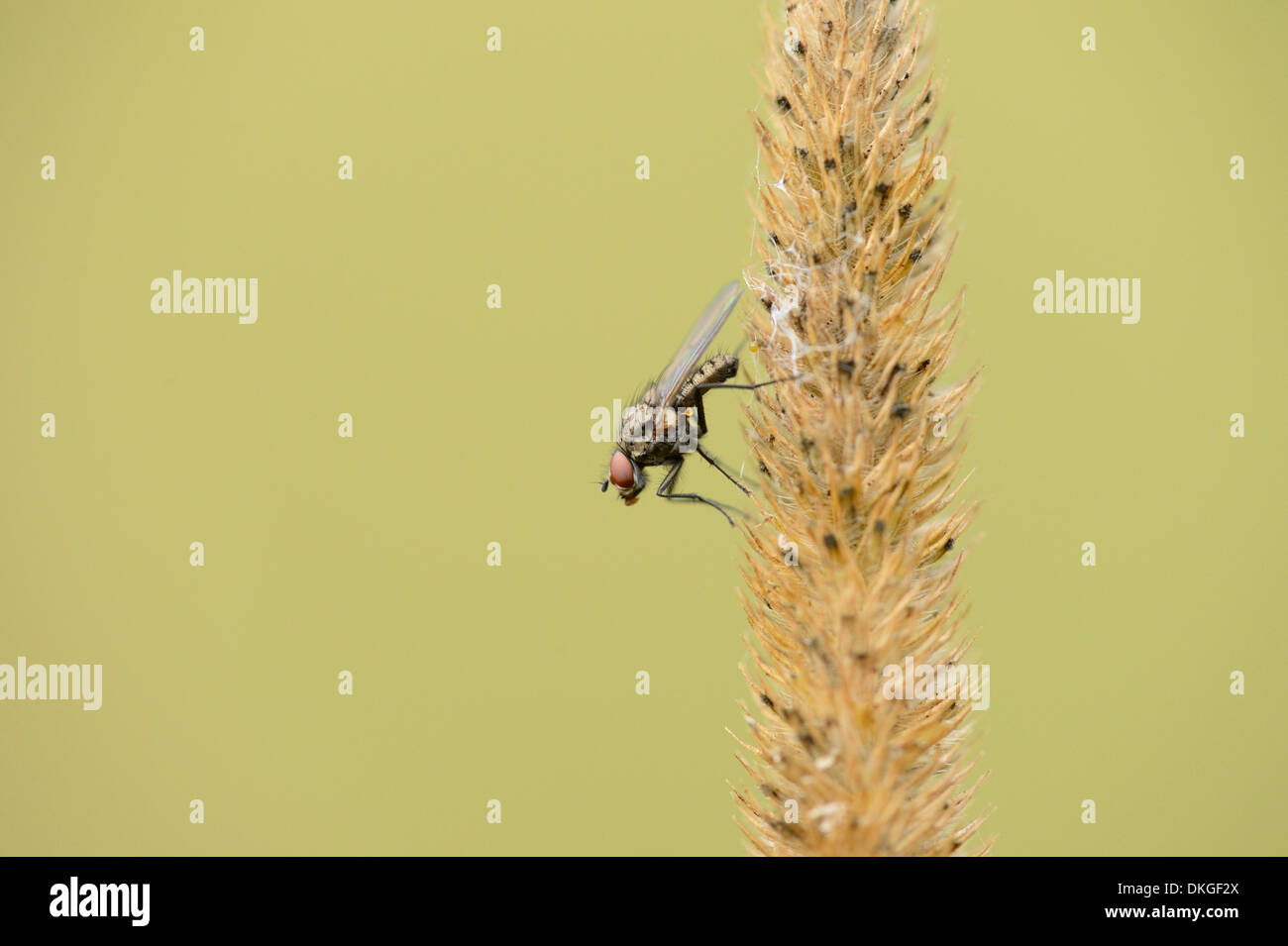 Fly sitting on grass Stock Photo - Alamy