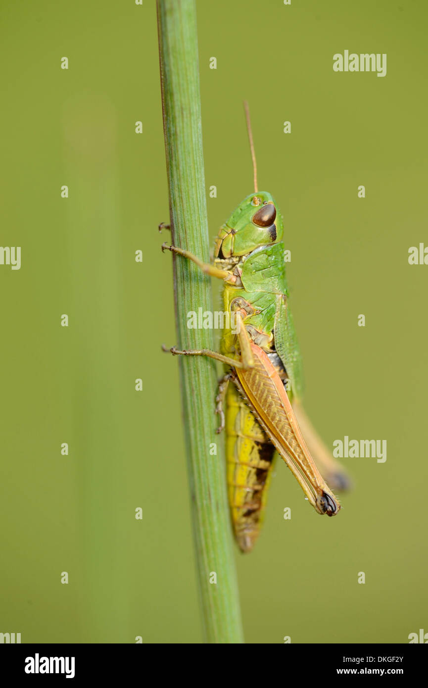 Chorthippus hi-res stock photography and images - Alamy
