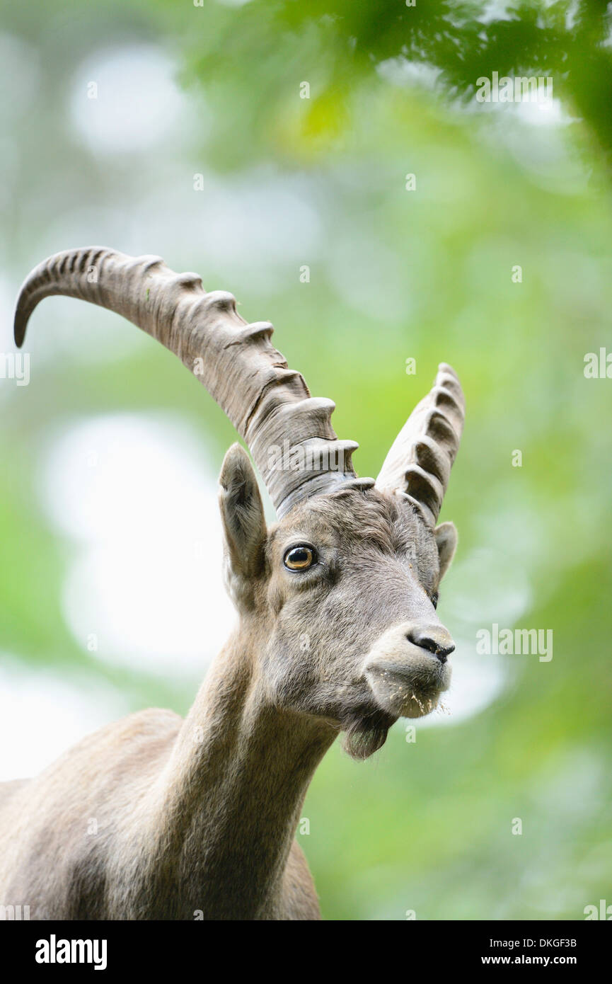 Ibex photography hi-res stock photography and images - Alamy