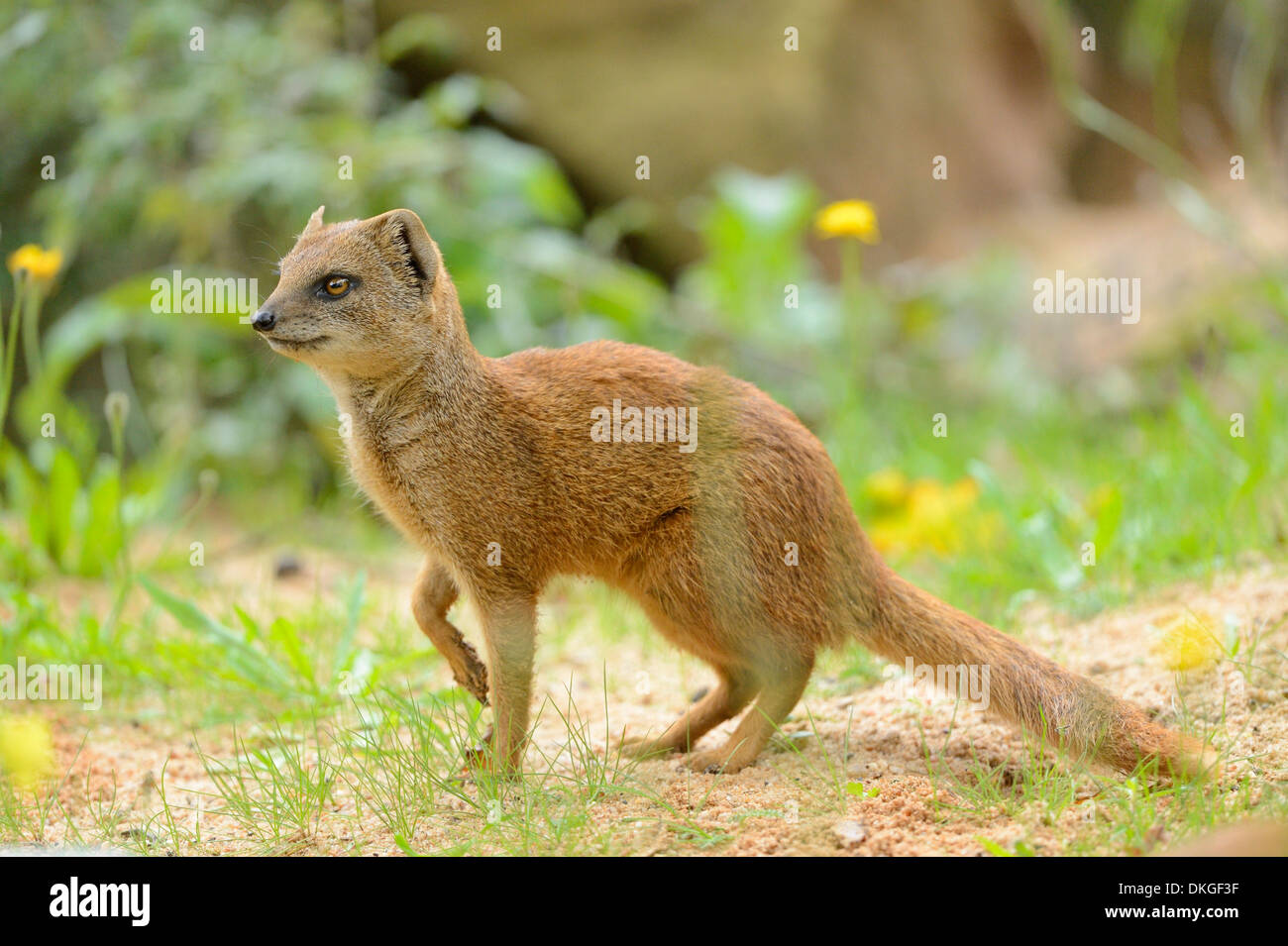 Yellow Mongoose (Cynictis penicillata Stock Photo - Alamy