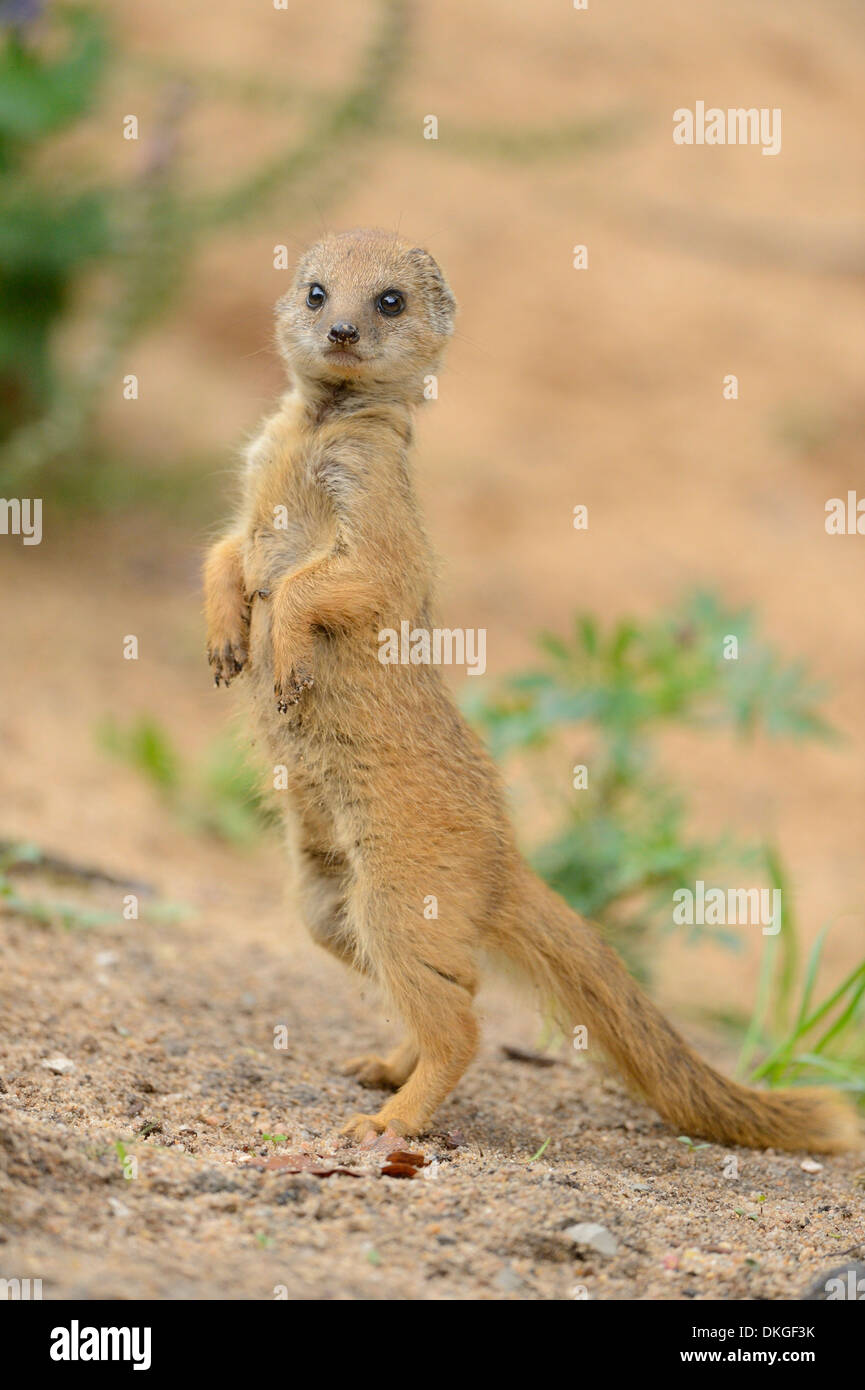 Baby Mongoose