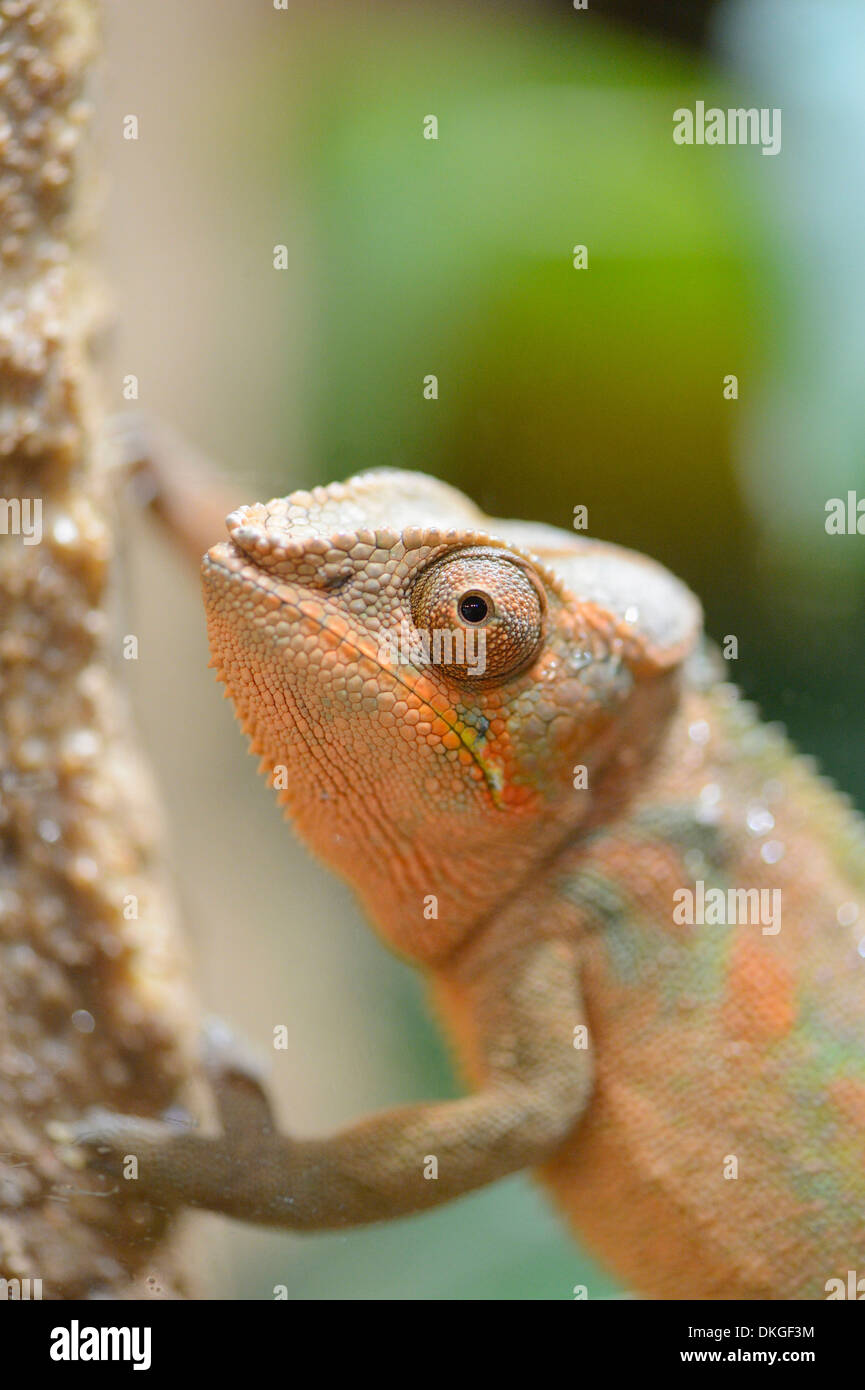 Furcifer hi-res stock photography and images - Alamy