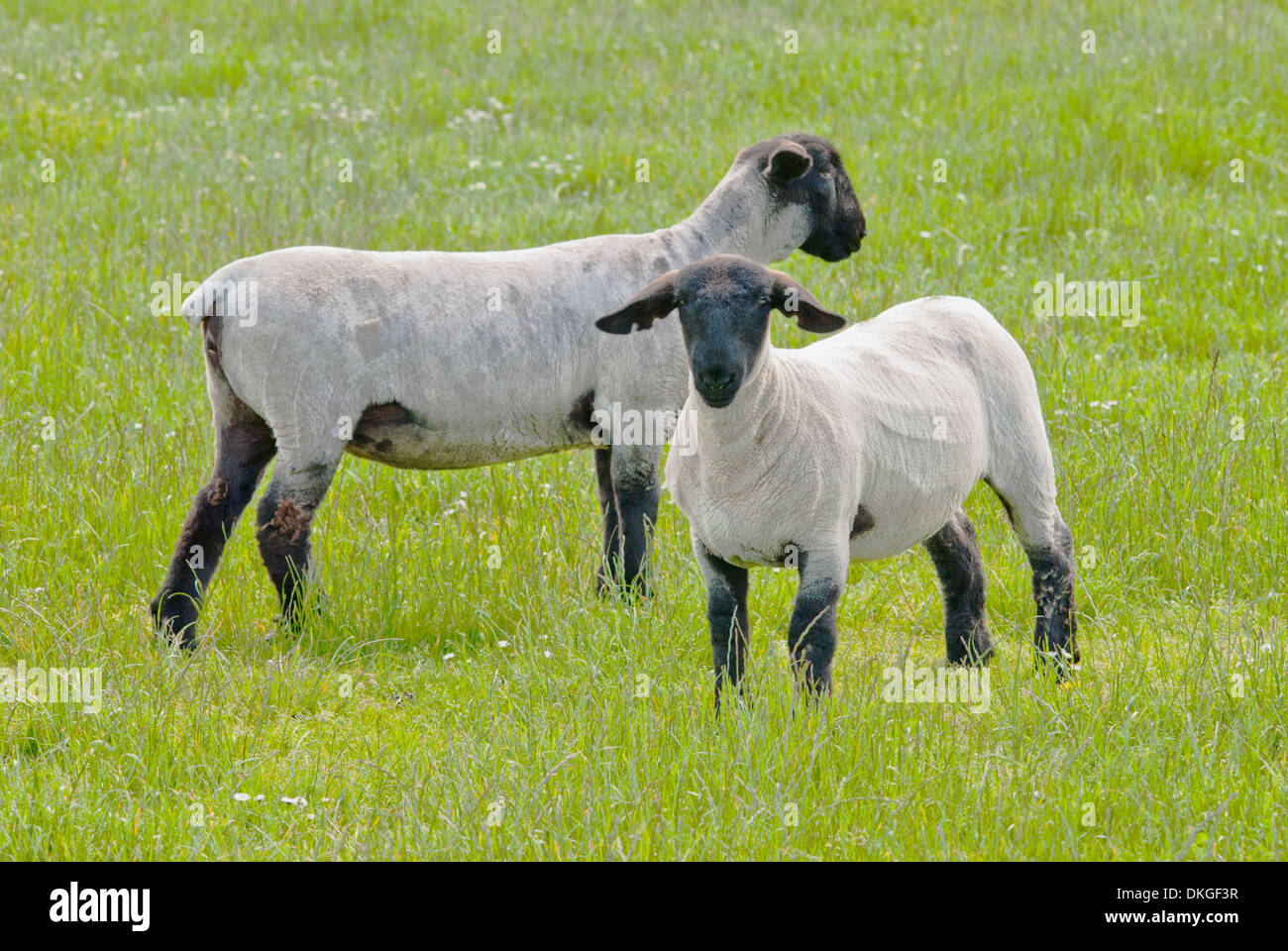 Suffolk sheep hi-res stock photography and images - Alamy