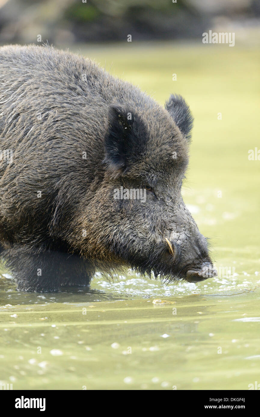 Wild boar (Sus scrofa) in water Stock Photo - Alamy