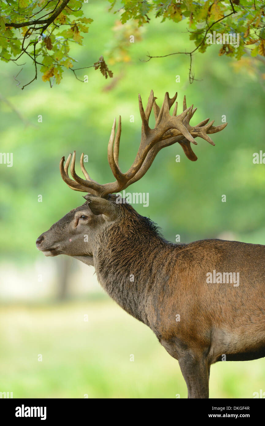 Red deer (Cervus elaphus) male Stock Photo - Alamy
