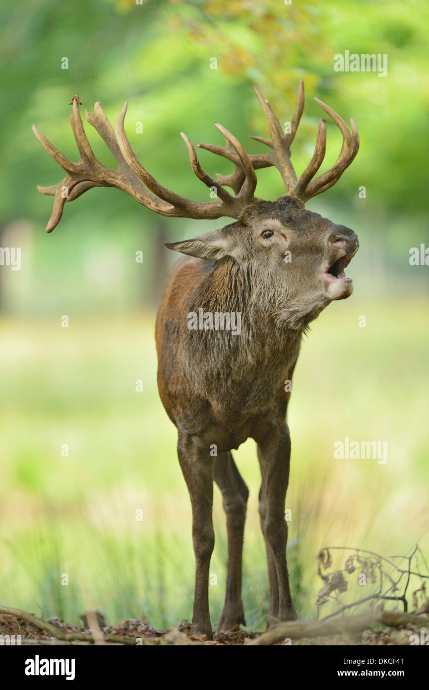 Roaring deer hi-res stock photography and images - Alamy