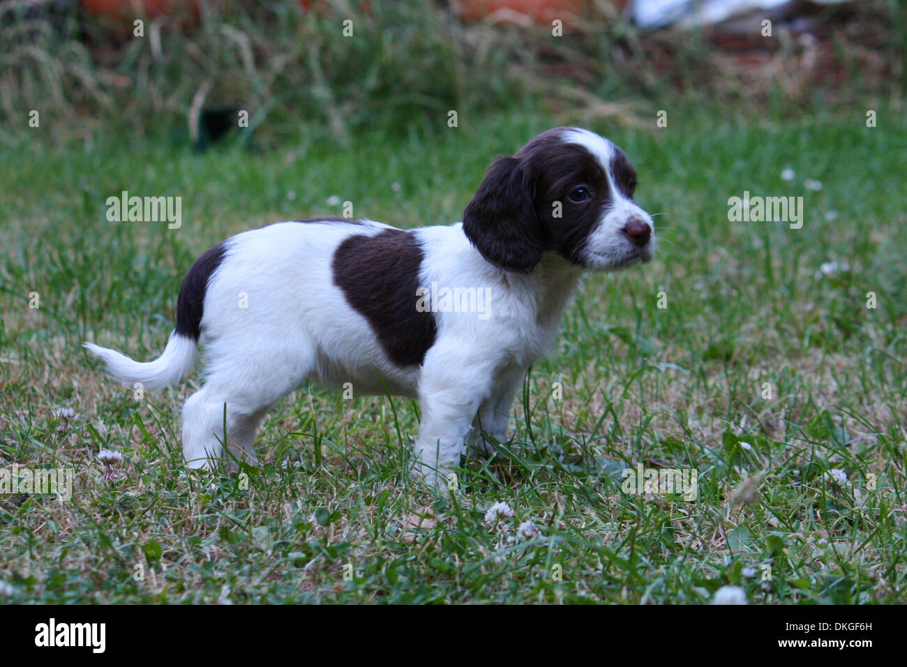 Exceedingly cute liver and white working type english springer spaniel ...